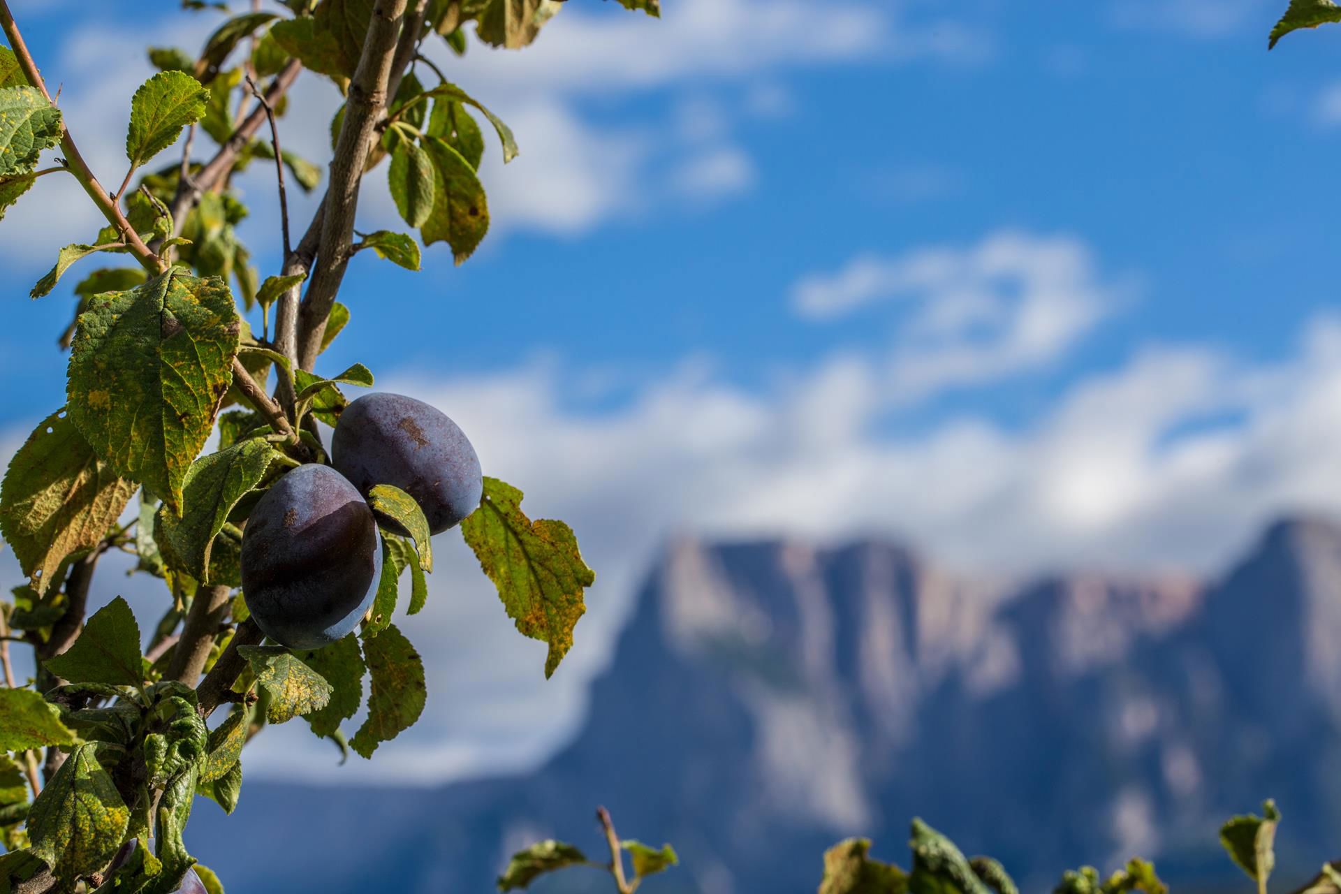 Pflaumen aus Südtirol: Die Barbianer Zwetschke