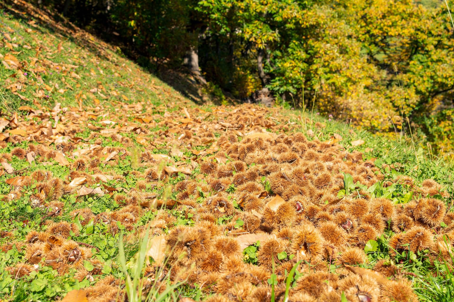 The Chestnut Trail in Feldthurns