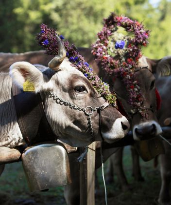 Watten | Traditional card game